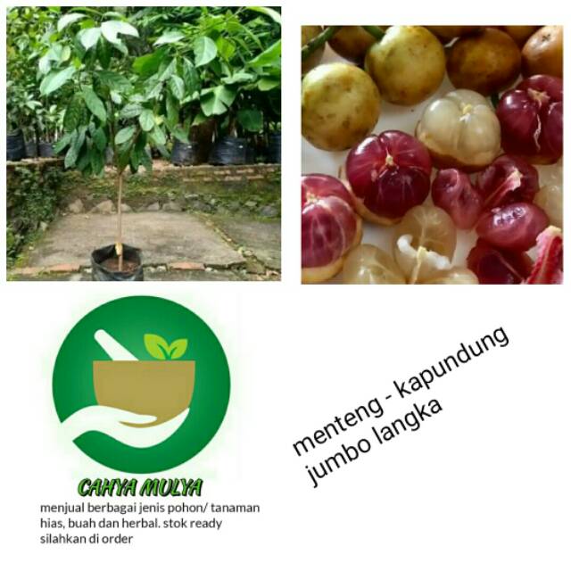 Jual Bibit pohon buah menteng jumbo - kepundung - buah menteng jumbo ...
