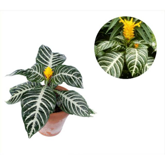 Jual Zebra plant // Bunga Hias Apelandra | Shopee Indonesia