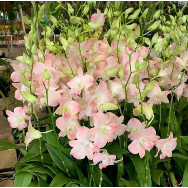 Jual Pohon Bunga Anggrek Dendrobium Airy Peach Dewasa Siap Spike ...
