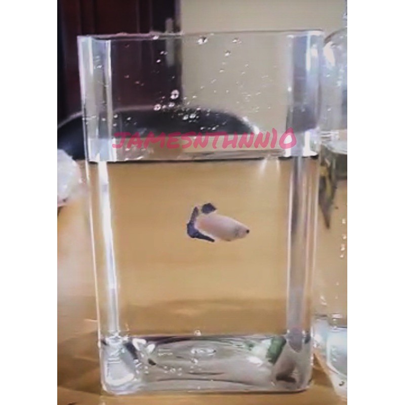 Jual PAXTON Toples Cupang Soliter 2Lt (READY STOCK) | Shopee Indonesia