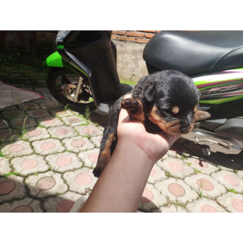 Jual Jual anjing Rottweiler puppy jantan | Shopee Indonesia