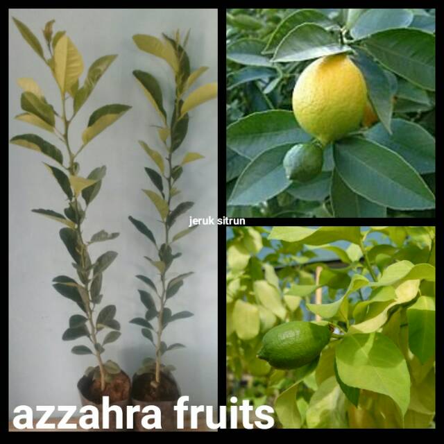 Jual Bibit jeruk Sitrun | Shopee Indonesia