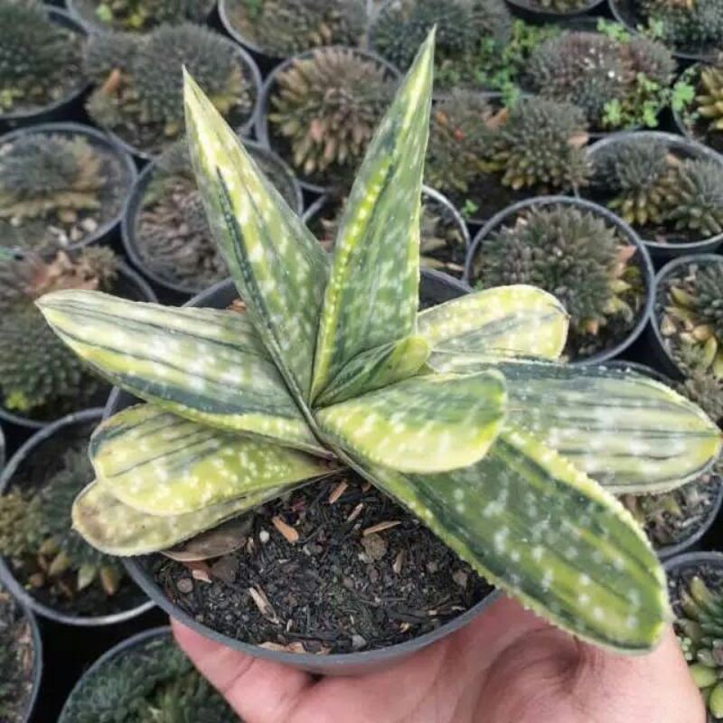 Jual Gasteria variegata nigricans | Shopee Indonesia