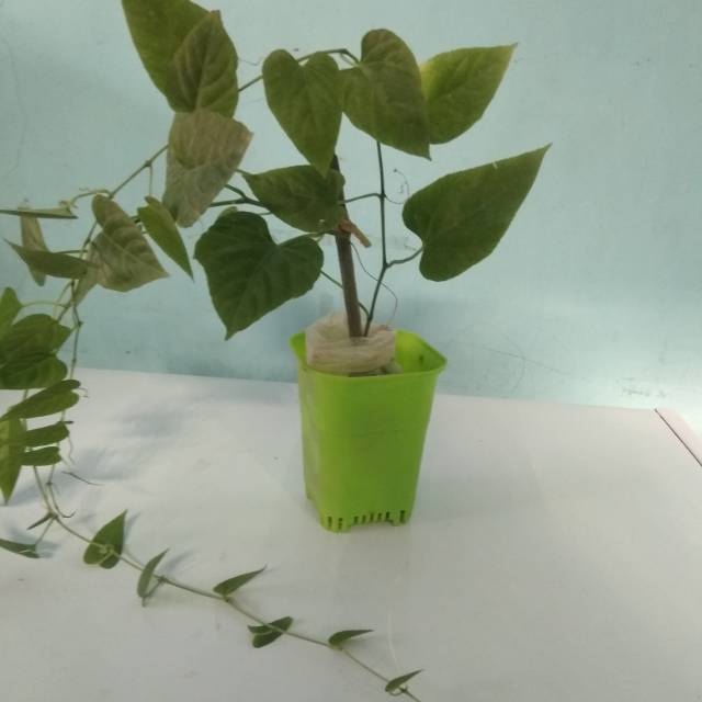 Jual Bibit tanaman merambat akar gantung ivy curtain ( no pot) | Shopee ...