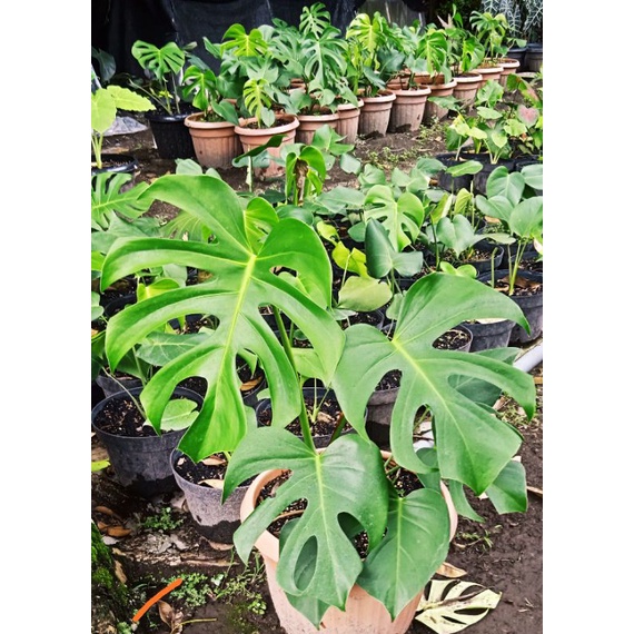 Jual MONSTERA BRAZILIAN FORM | Shopee Indonesia