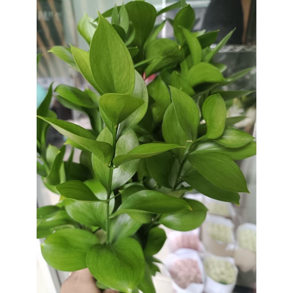 Jual Daun Ruskus segar | Shopee Indonesia