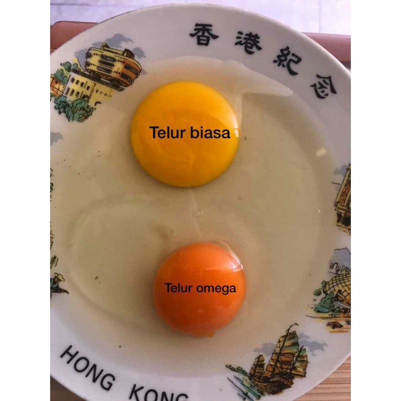 Jual TELUR OMEGA 3 PRODUKSI SURYA FARM BLITAR termurah | Shopee Indonesia
