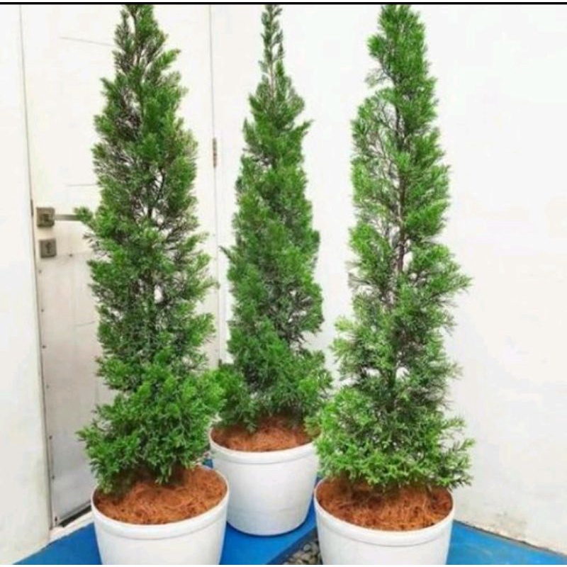 Jual tanaman cemara lilin tinggi 1 meter rimbun stok super | Shopee ...