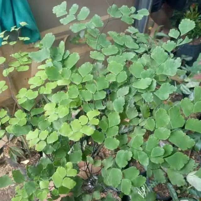 Jual Tanaman Hias Suplir - Bibit Tanaman Suplir - Pohon Suplier ...