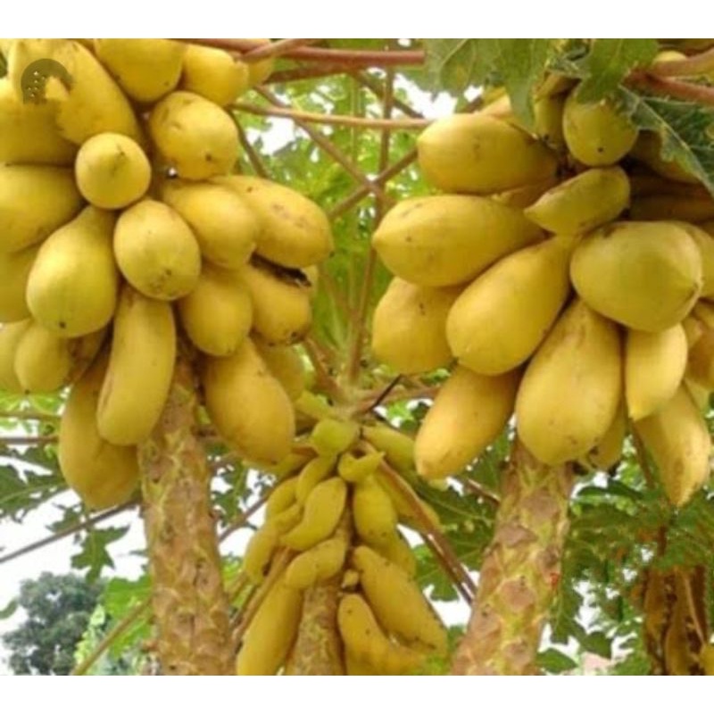 Jual Benih PEPAYA KUNING GOLDEN unggul isi 2 biji | Shopee Indonesia