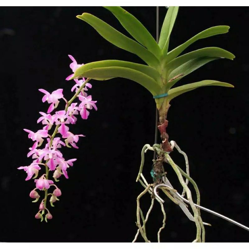 Jual Bibit bunga anggrek Kuku macan / Aerides odorata | Shopee Indonesia