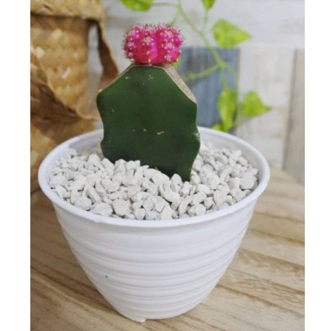 Jual kaktus gymno import pink (media tanam,pot tawon,batu putih ...