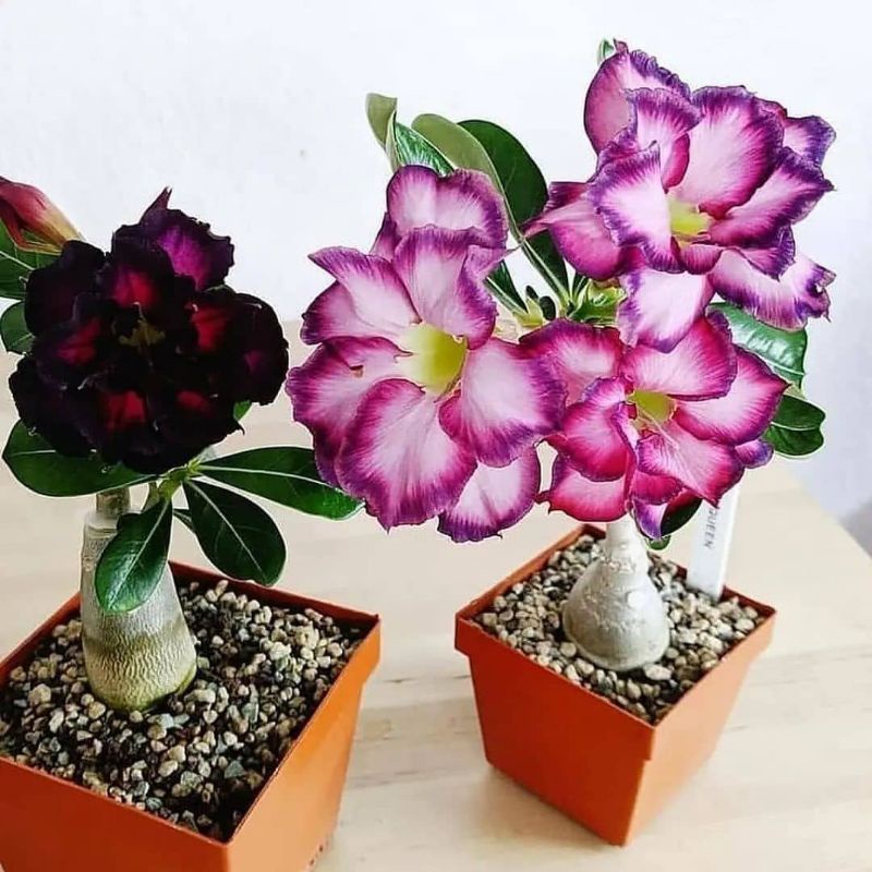 Jual Paket 2 bonsai bunga adenium - tanaman kemboja Jepang bogol besar ...