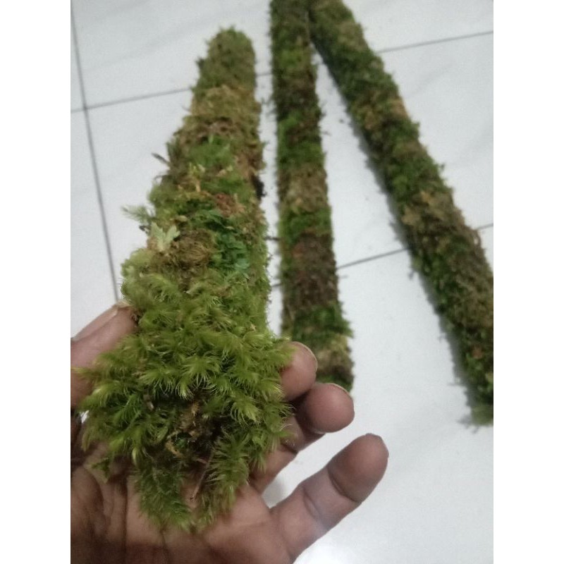 Jual turus lumut hutan/penyangga tanaman | Shopee Indonesia