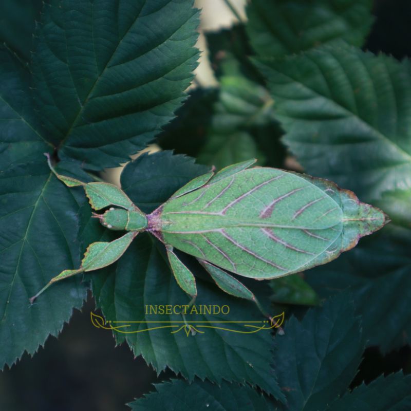 Jual Belalang daun Phyllium jacobsoni | Shopee Indonesia