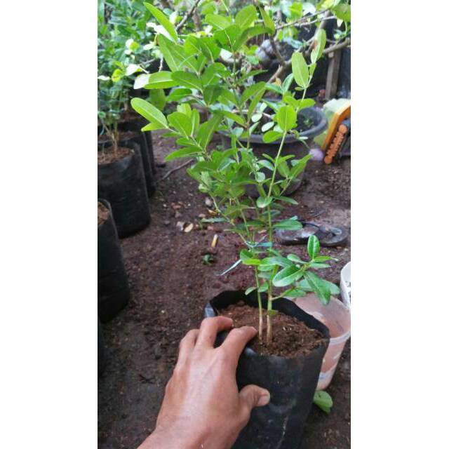 Jual Buah renda. Kerendang. Carissa carandas l | Shopee Indonesia