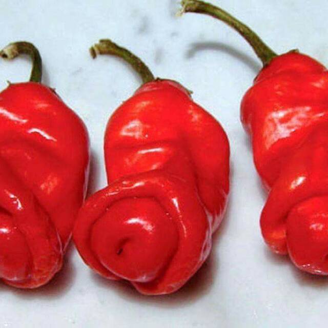 Jual Red Petter (Cabai Unik) | Shopee Indonesia