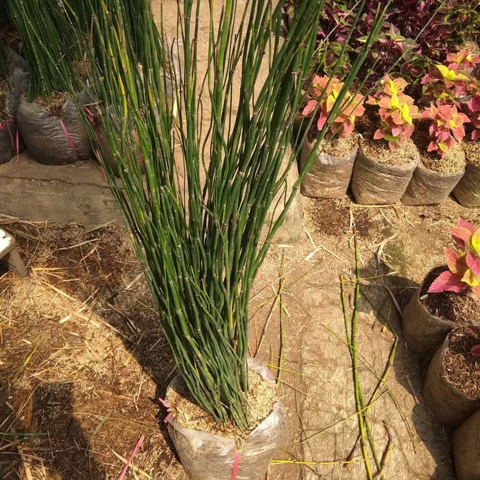 Jual Tanaman bambu air | Shopee Indonesia