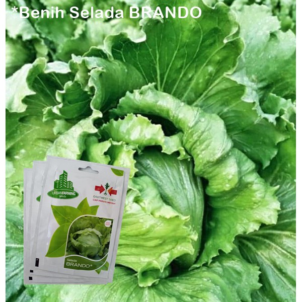 Jual Benih Selada BRANDO Isi 2000 Seeds - Panah Merah | Shopee Indonesia