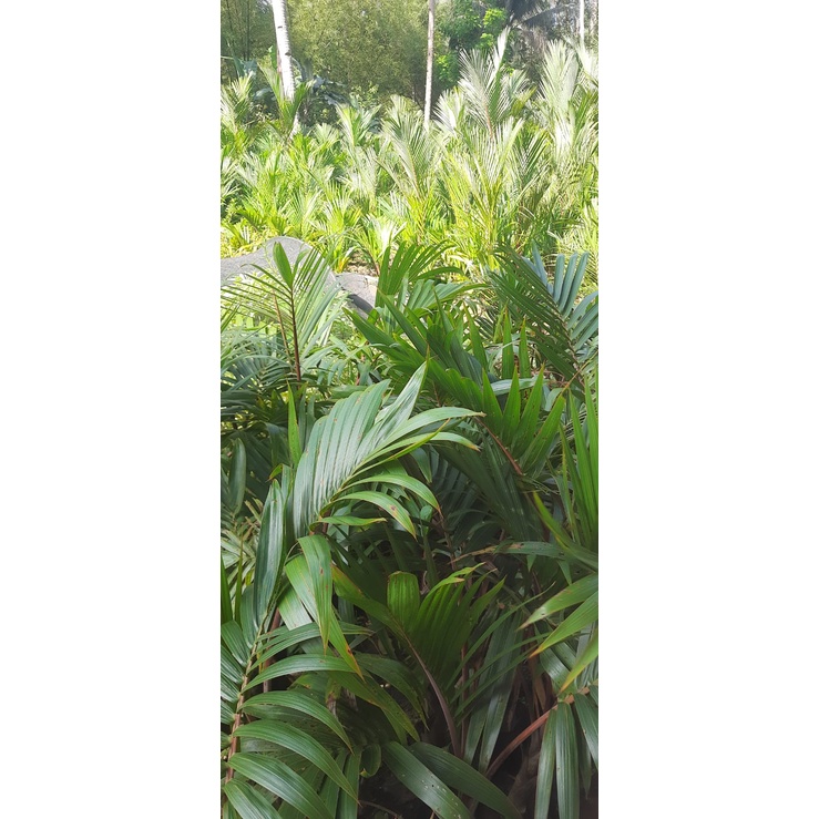 Jual Palem Botol Merah Super 1 meter | aneka Bibit | Murah Unggul ...