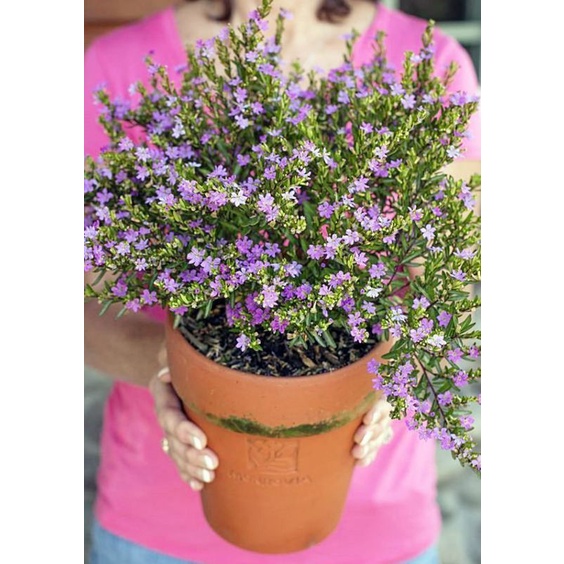 Jual TANAMAN HIAS CUPHEAHYSSOPIFOLIA TAIWAN BEAUTY UNGU | Shopee Indonesia