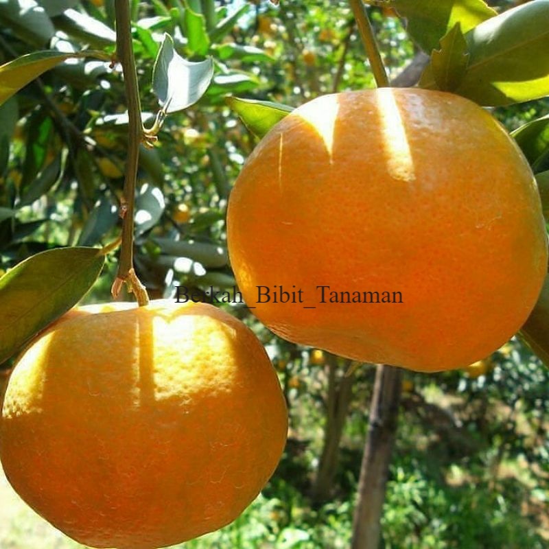 Jual BIBIT BUAH JERUK (1kg bisa dimuat 4 produk) | Shopee Indonesia