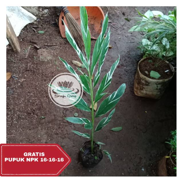 Jual Pohon Kecombrang Varigata Tanaman Herbal Onje Variegata