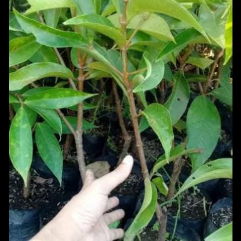 Jual BIBIT JAMBU AIR DERSONO RAJIN BERBUAH wisata agrotani mulia ...