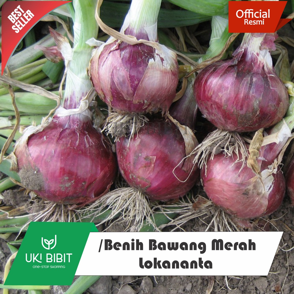 Jual ( 10 Butir ) Benih Biji Bawang Merah Lokananta | Shopee Indonesia