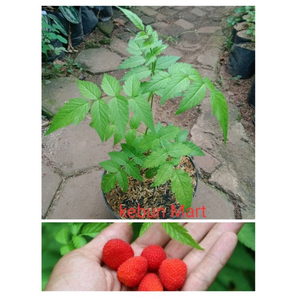 Jual tanaman buah arben rasberry | Shopee Indonesia