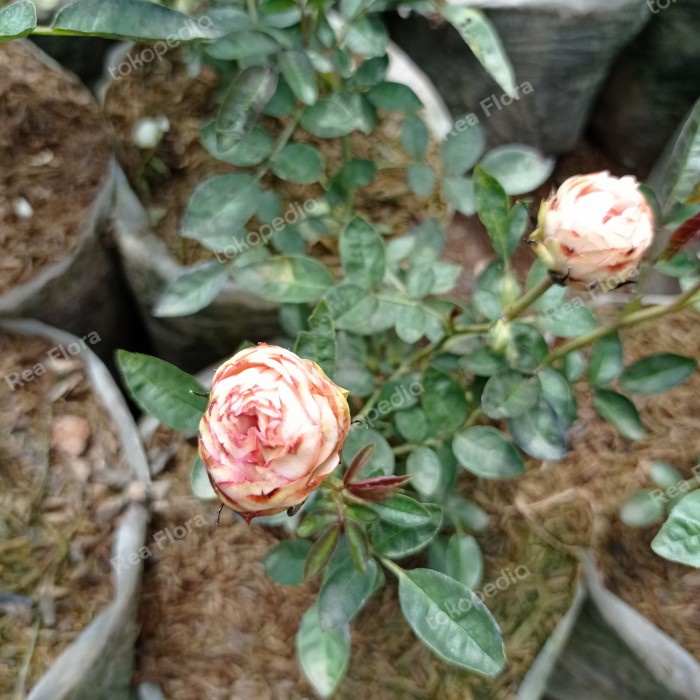 Jual Bunga Mawar Import Snapdragon pohon hidup | Shopee Indonesia