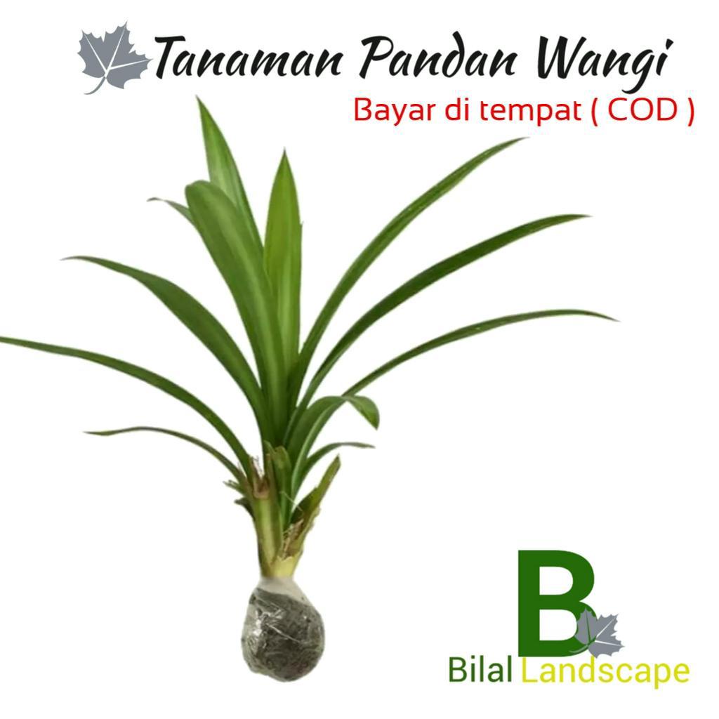 Jual Tanaman Hias Hidup Pandan Wangi - Pohon Bibit Tanaman Hias Pandan ...