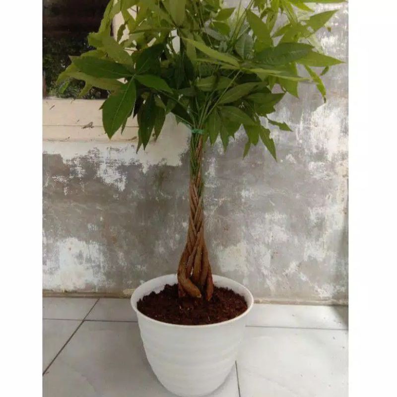 Jual pohon keberuntungan pacira/ pohon pembawa hoki pacira kepang 6 ...