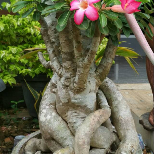 Jual Tanaman bunga adenium bonggol besar ( bonsai adenium ) unik dan ...