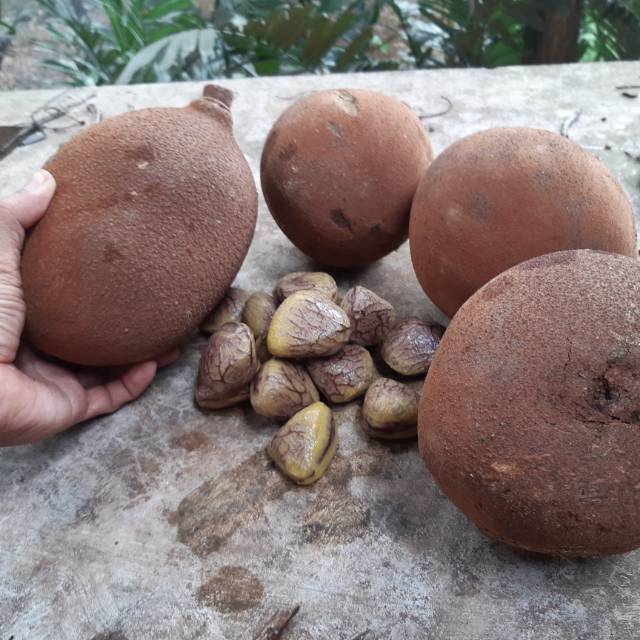 Jual Benih Biji Tanaman Pucung Kluwek Kepayang | Shopee Indonesia