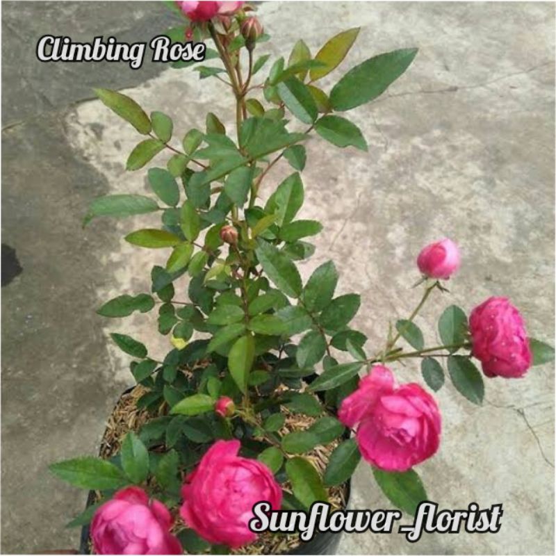 Jual Bibit Bunga Mawar Rambat / Climbing Rose | Shopee Indonesia