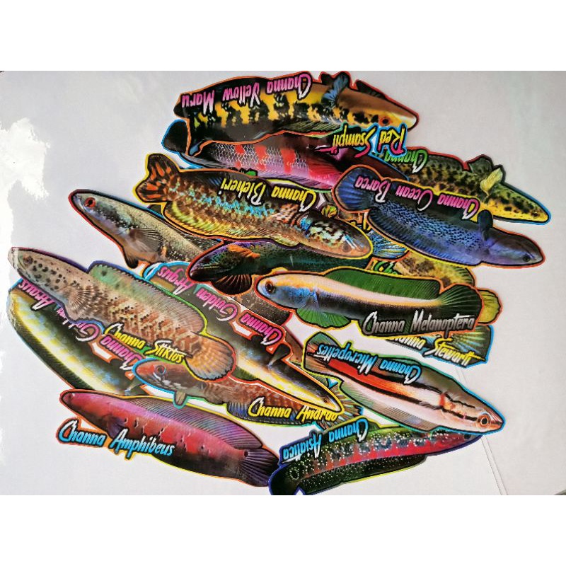 Jual Stiker Aquarium ikan CHANNA 12X5 CM | Shopee Indonesia
