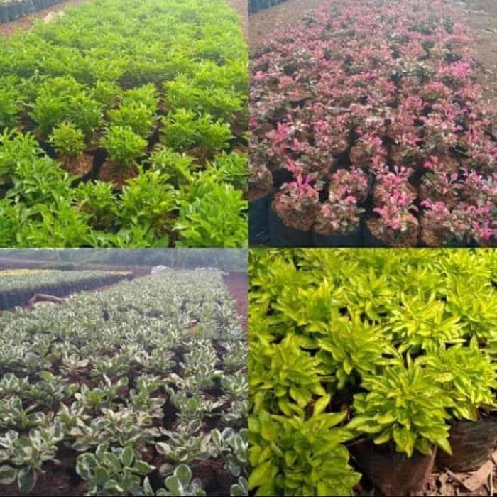 Jual Paket 4 Tanaman Hias Krokot - Merah - Hijau - Kuning - Variegata ...
