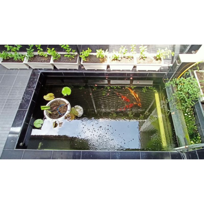 Jual Tanaman Teratai air | Shopee Indonesia