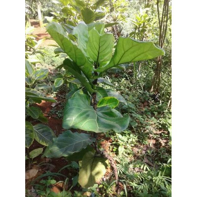 Jual p0n Tanaman Biola Cantik | Bibit Pohon Biola Cantik FreOng ...