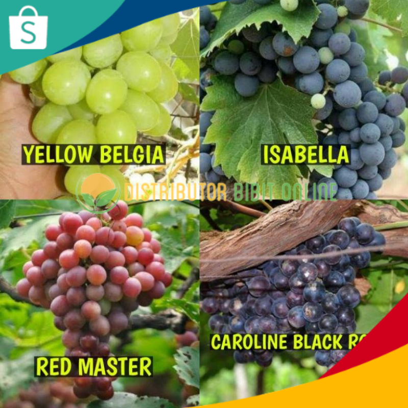 Jual Bibit Anggur 1 Paket Isi 4 Jenis( 4 Jenis Anggur Cepat Berbuah ...
