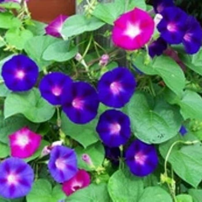 Jual tanaman hias bunga morning glory tinggi 30-60cm | Shopee Indonesia