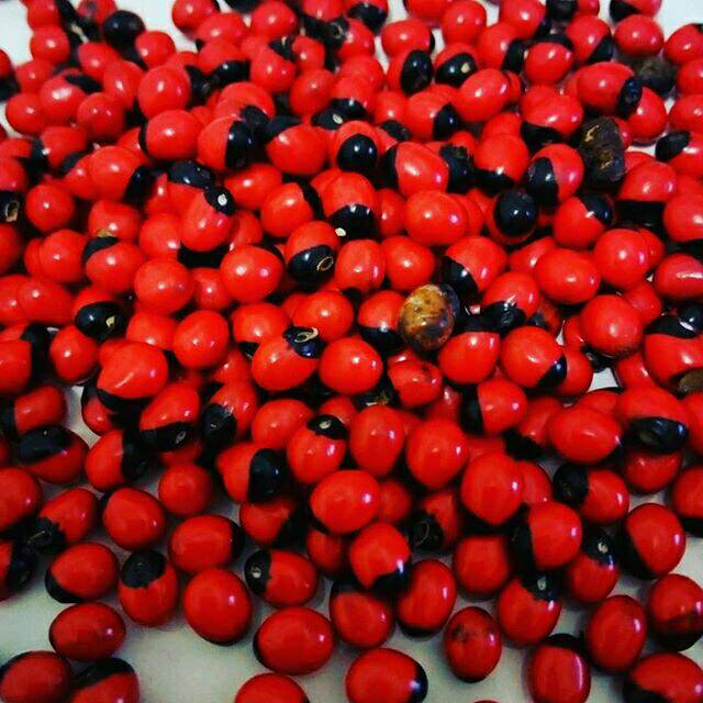 Jual Biji saga bintik hitam biji saga rambat kira2 isi 200 butir saja ...