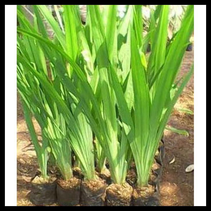 Jual Tanaman Airis Iris Bunga Kuning Tanaman Pagar Irish | Shopee Indonesia
