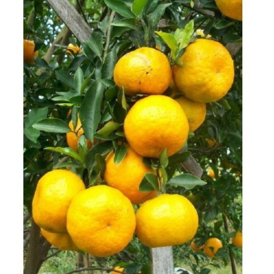 Jual BIBIT JERUK BABY JAVA JUMBO SUPER MANIS OKULASI | Shopee Indonesia