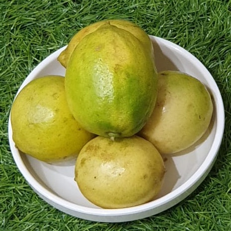 Jual LEMON LOKAL (pack 500gr) | Shopee Indonesia