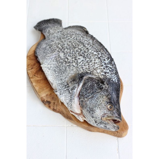 Jual Ikan Kakap Hitam Bersih Sisik dan Isi 9+ | Shopee Indonesia