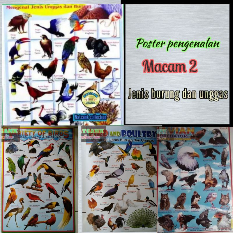 Jual poster anak pengenalan aneka burung dan unggas | Shopee Indonesia