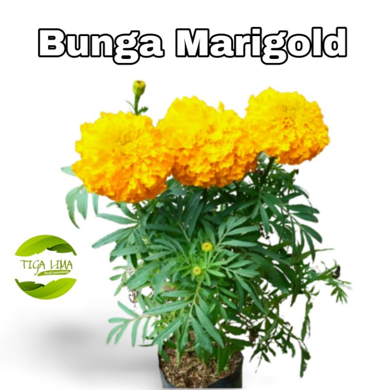 Jual bunga marigold/tanaman hias/bunga marigold aneka warna | Shopee ...