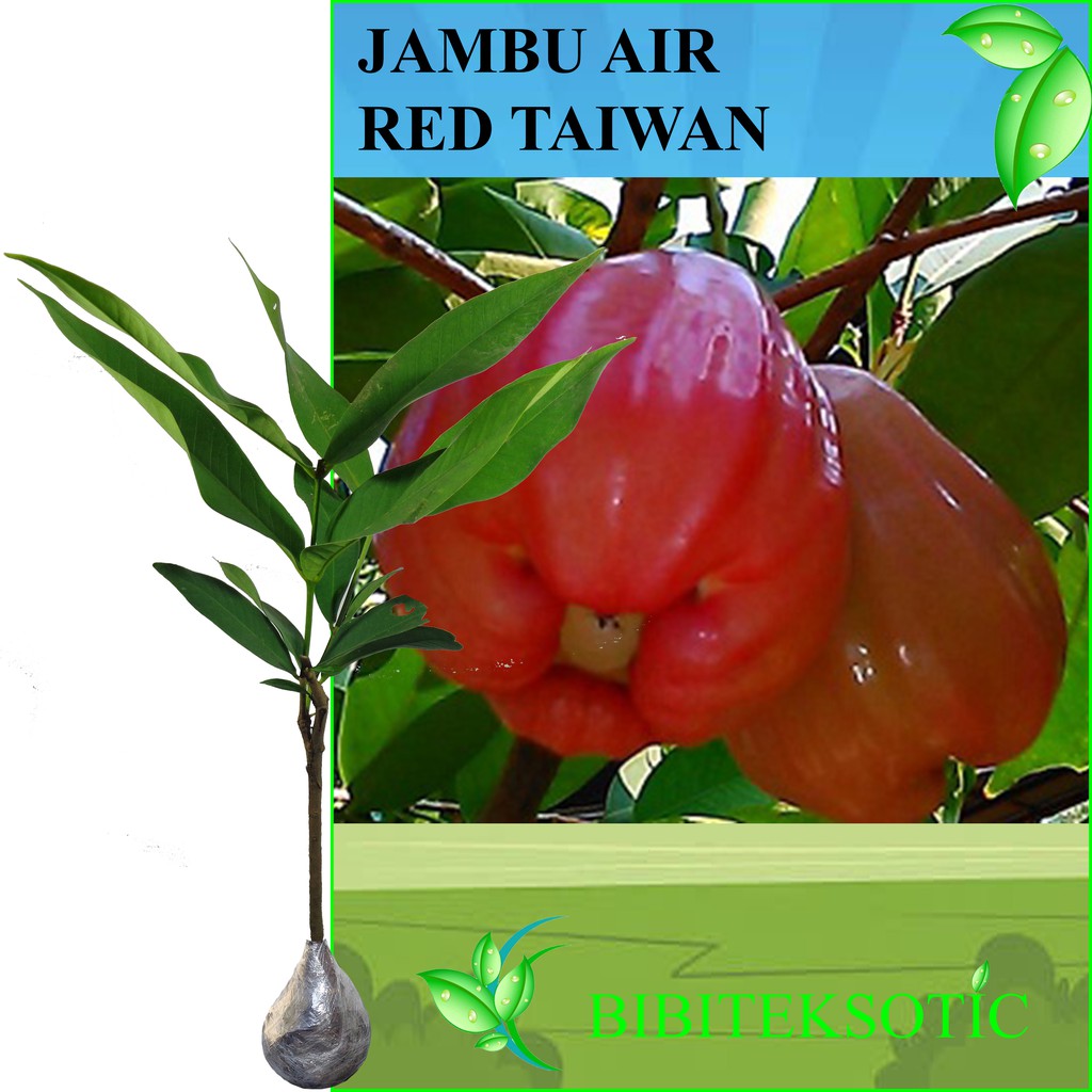 Jual Tanaman Jambu Air Red Taiwan (Tinggi 60-80 cm) | Shopee Indonesia